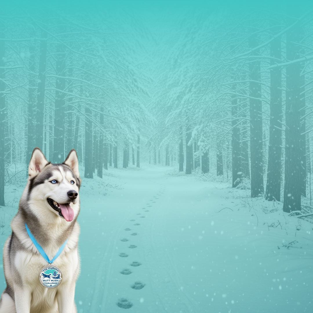Siberian Husky with myBalto Mutt Mush Challenge medal on snowy Iditarod trail